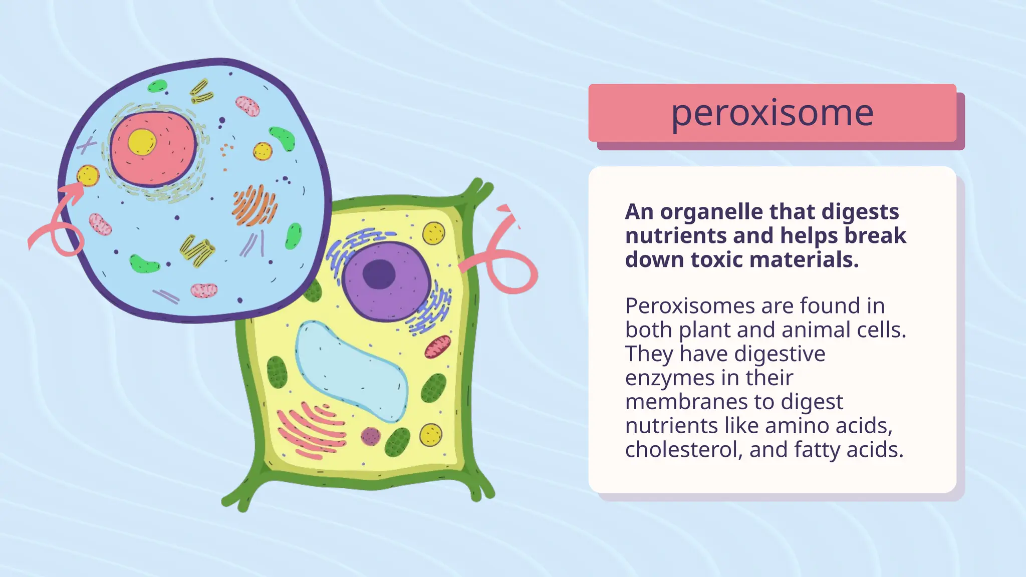 Cell-Organelles-Structures-Lesson-Presentation-in-Blue-and-Pink-Hand-Drawn-Style (2).pptx