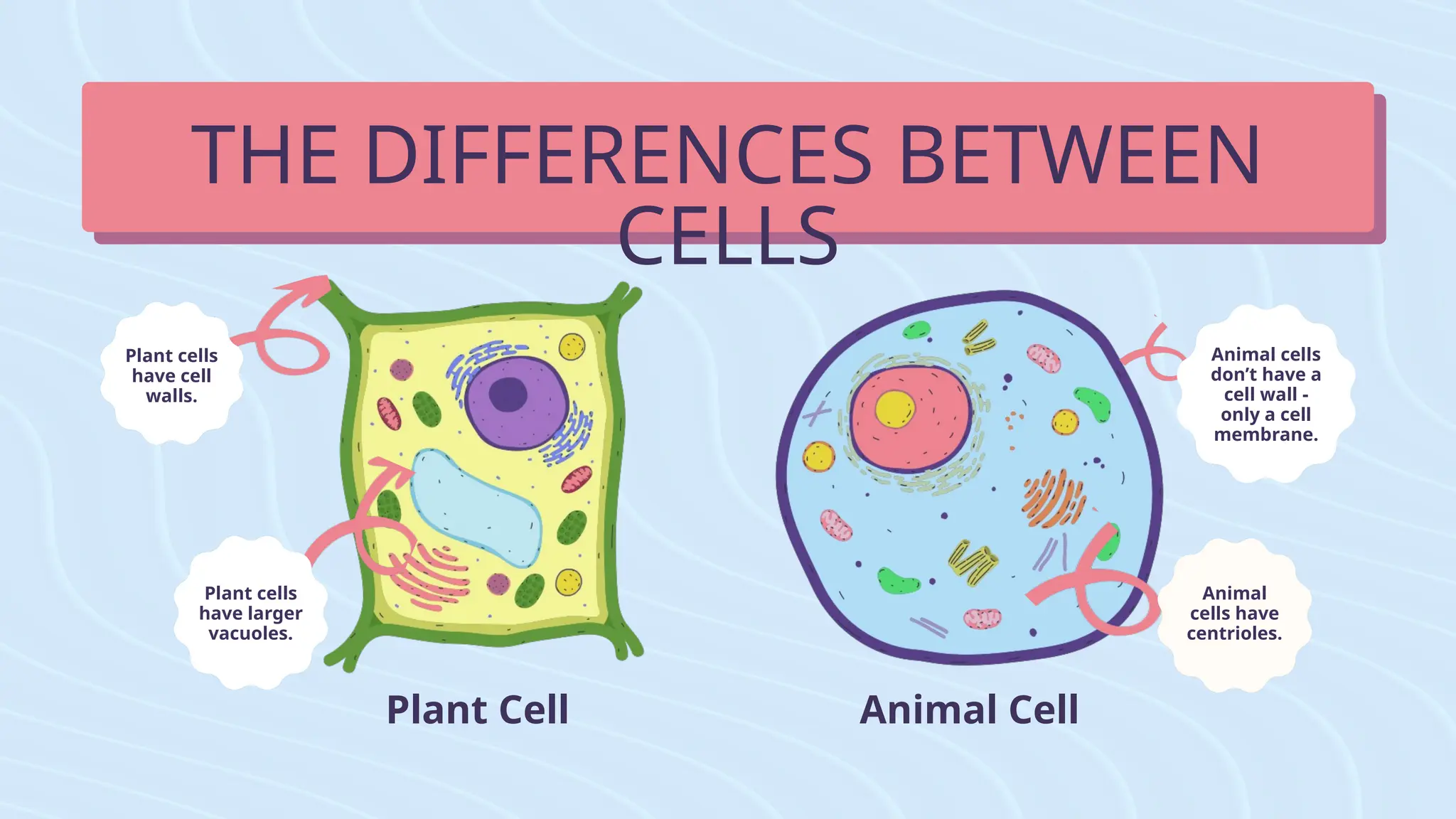Cell-Organelles-Structures-Lesson-Presentation-in-Blue-and-Pink-Hand ...