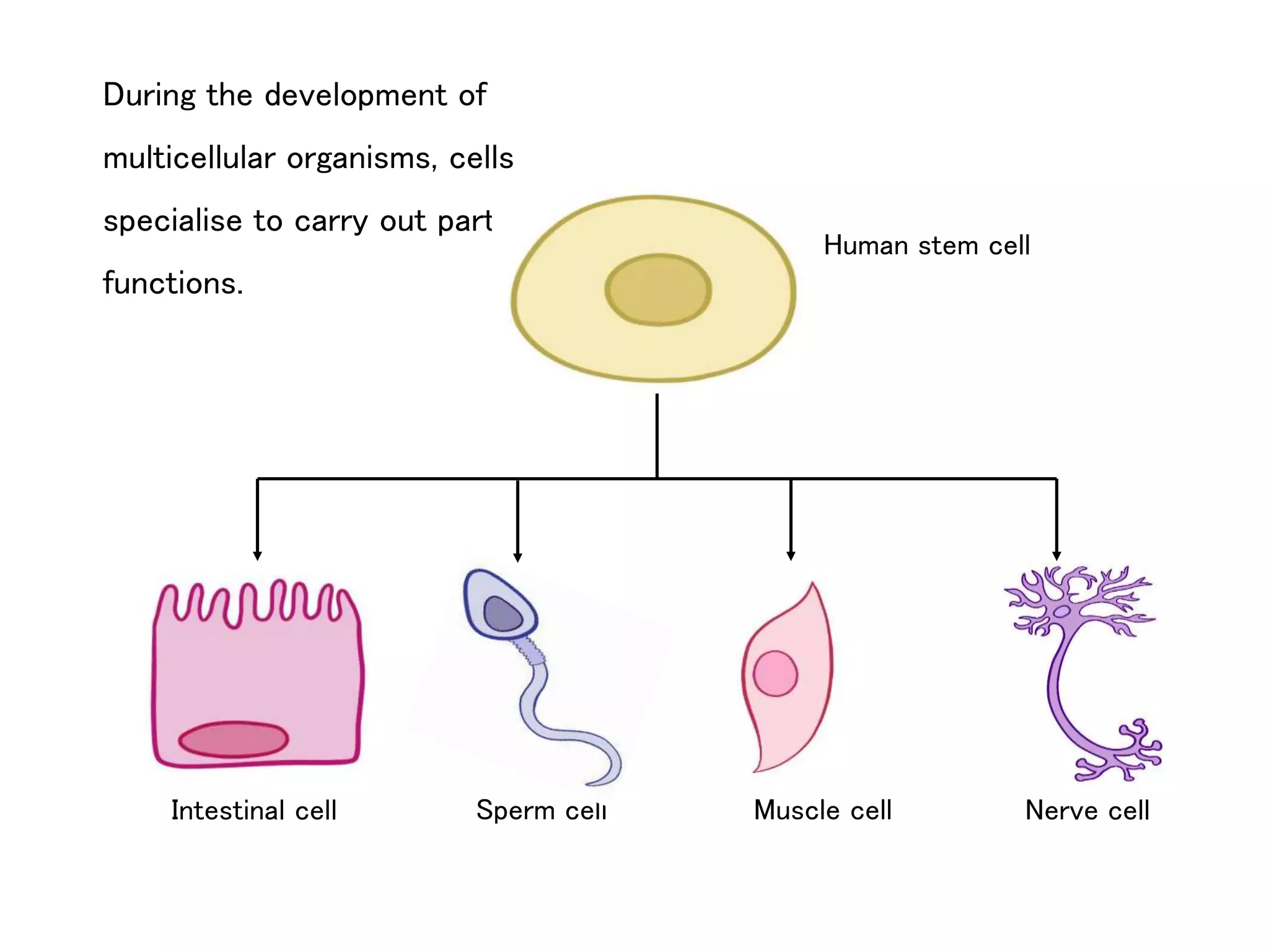Cell-Organisation.pptx