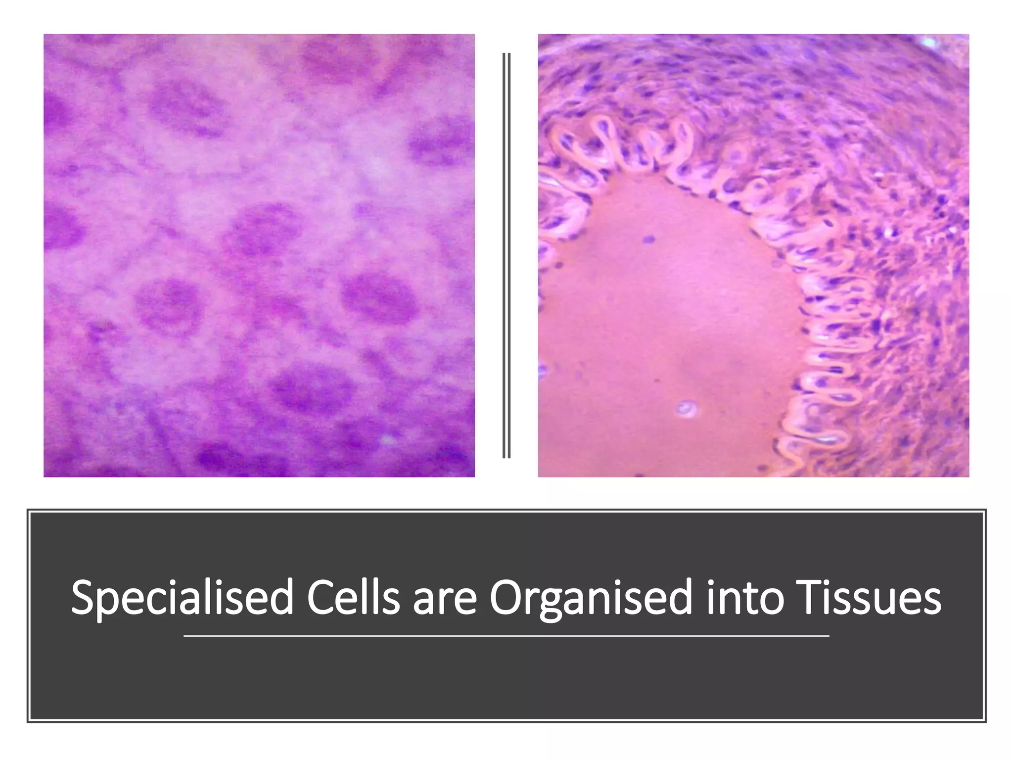 Cell-Organisation.pptx