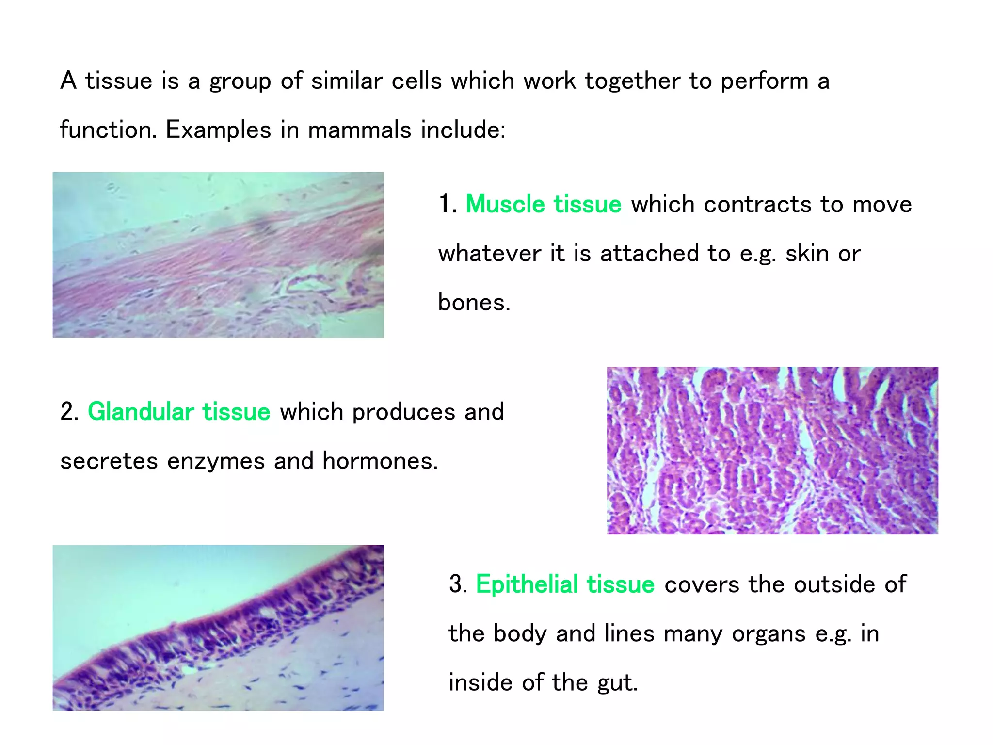 Cell-Organisation.pptx