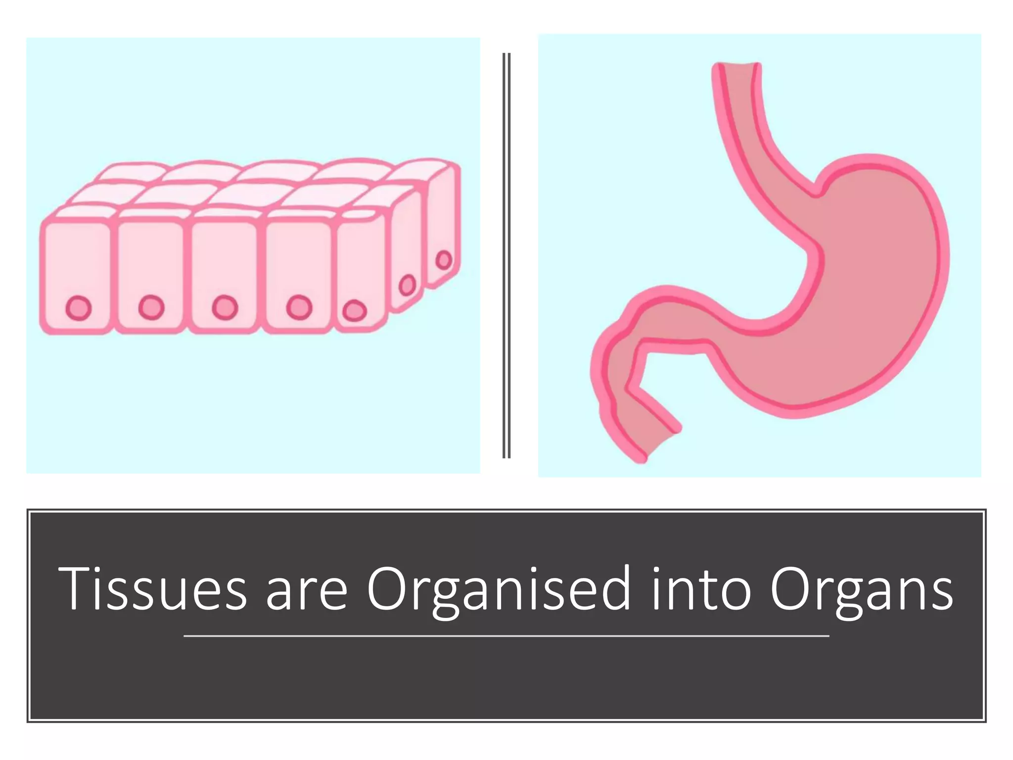 Cell-Organisation.pptx