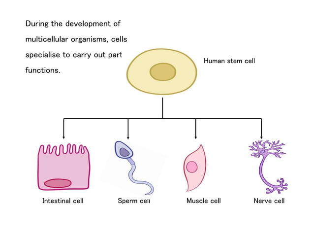 Cell-Organisation.pptx