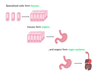 Cell-Organisation.pptx