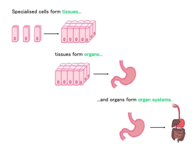 Cell-Organisation.pptx