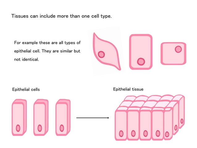 Cell-Organisation.pptx