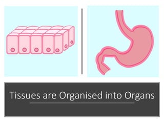 Cell-Organisation.pptx