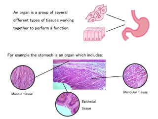 Cell-Organisation.pptx