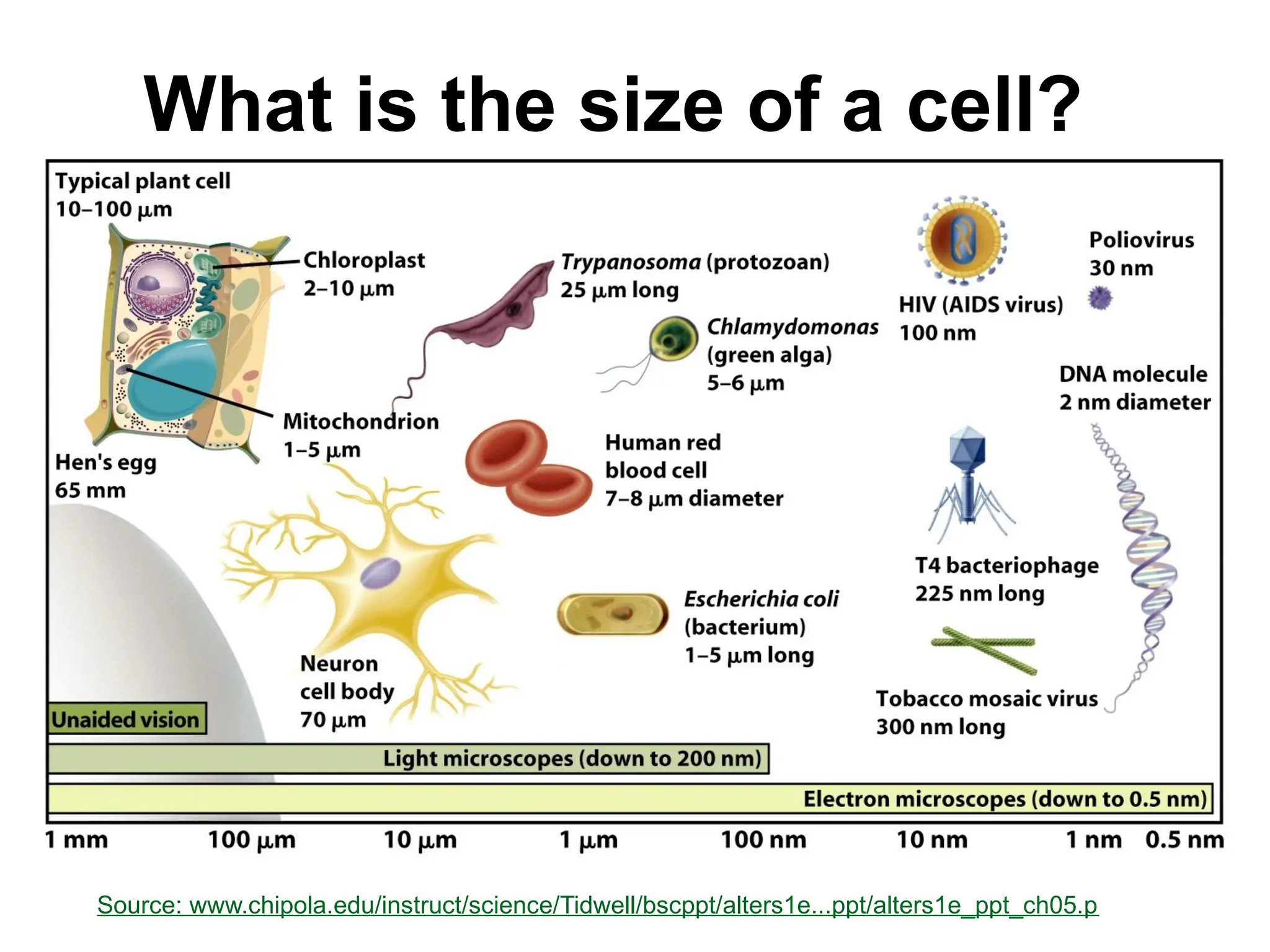 Cell-Parts-and-Functions-Biochem. presentation | PPTX