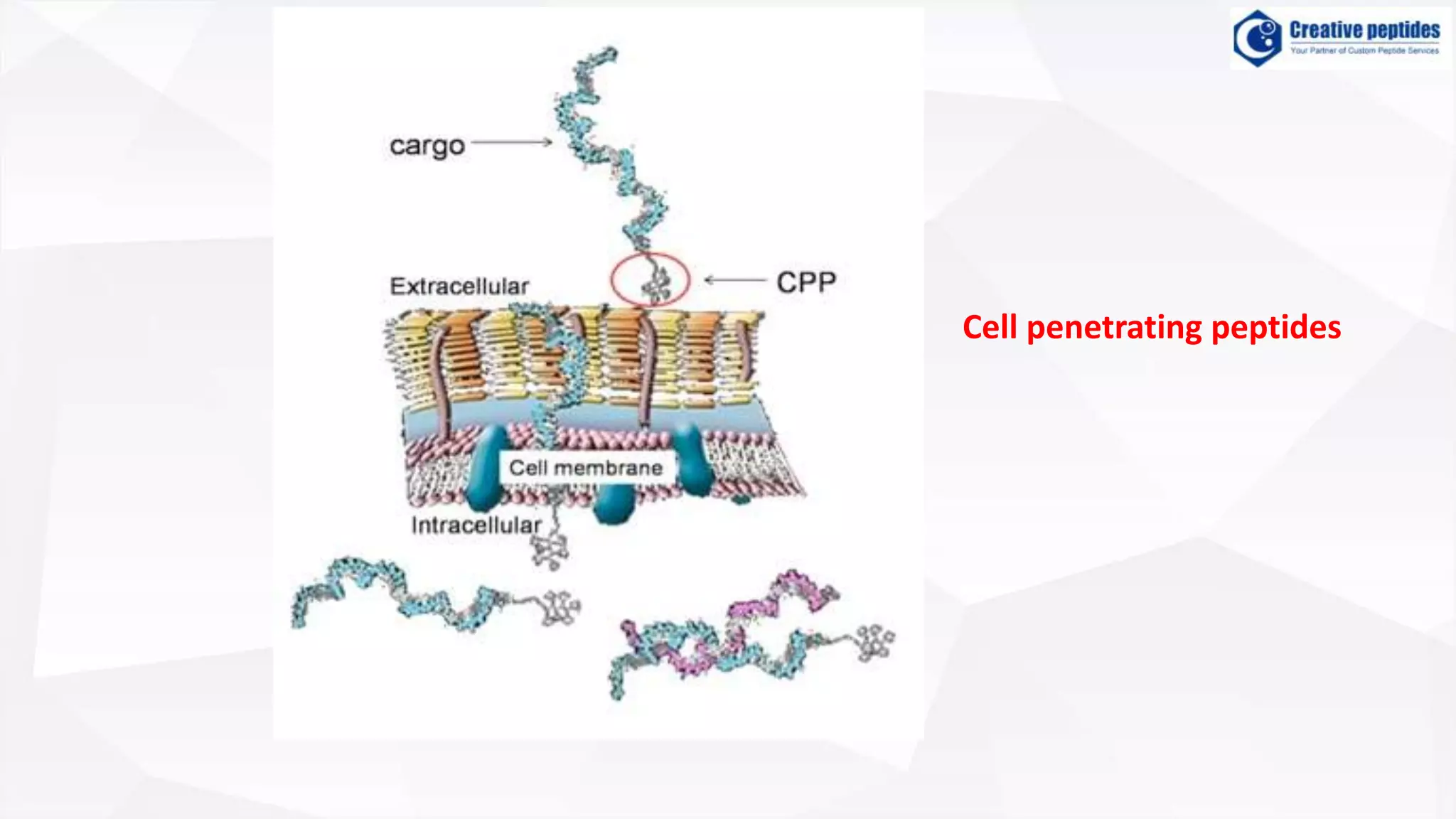 Cell penetrating peptides-Creative Peptides | PPTX