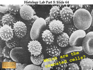 Cell physiology 2013 | PPT