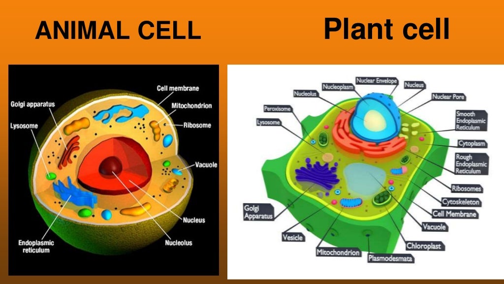 Cell -Plant Cell and Animal Cell.pptx