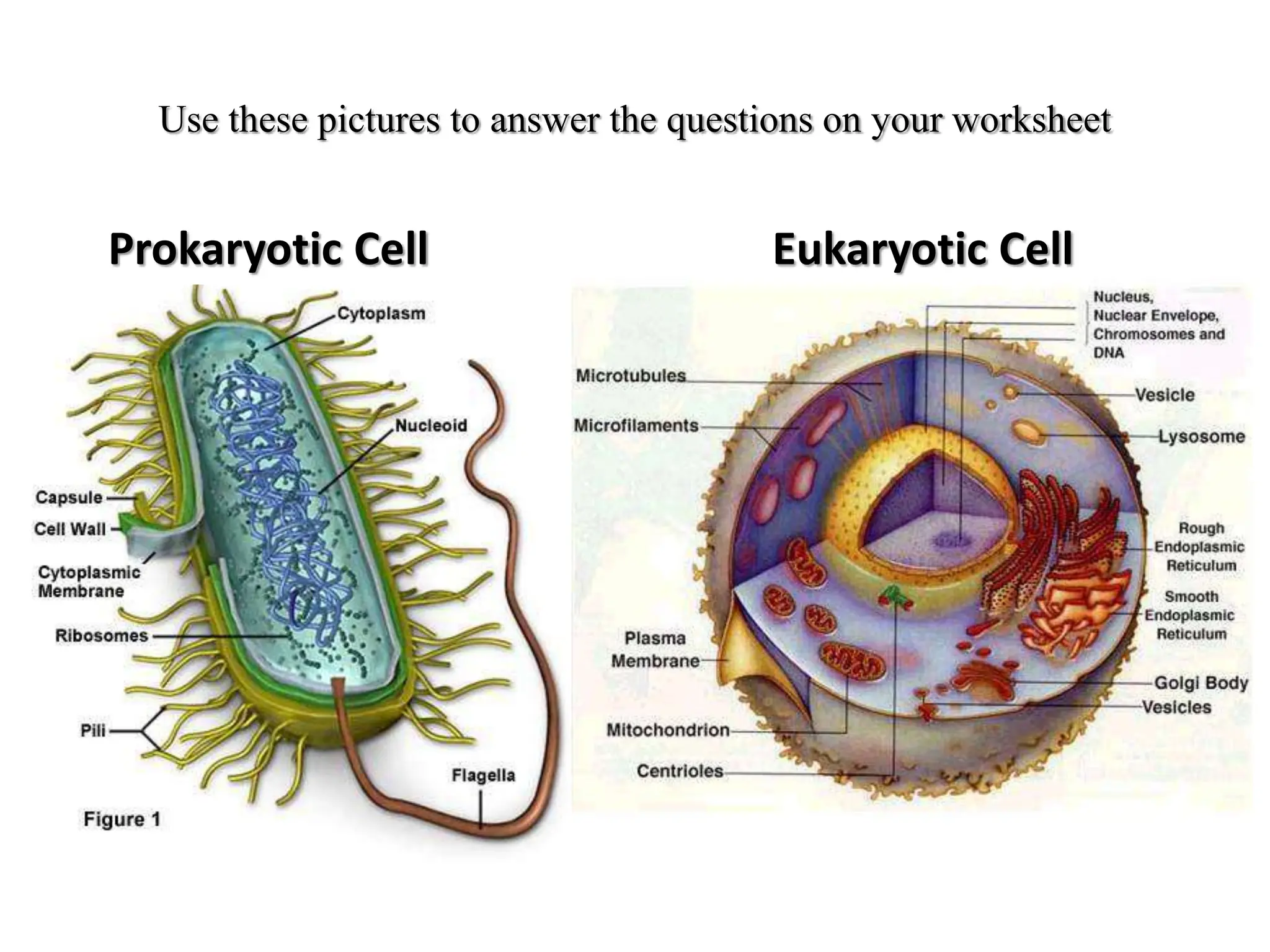 Cell-Structure and types -Eukaryotic and Prokaryotic .ppt | Biological ...
