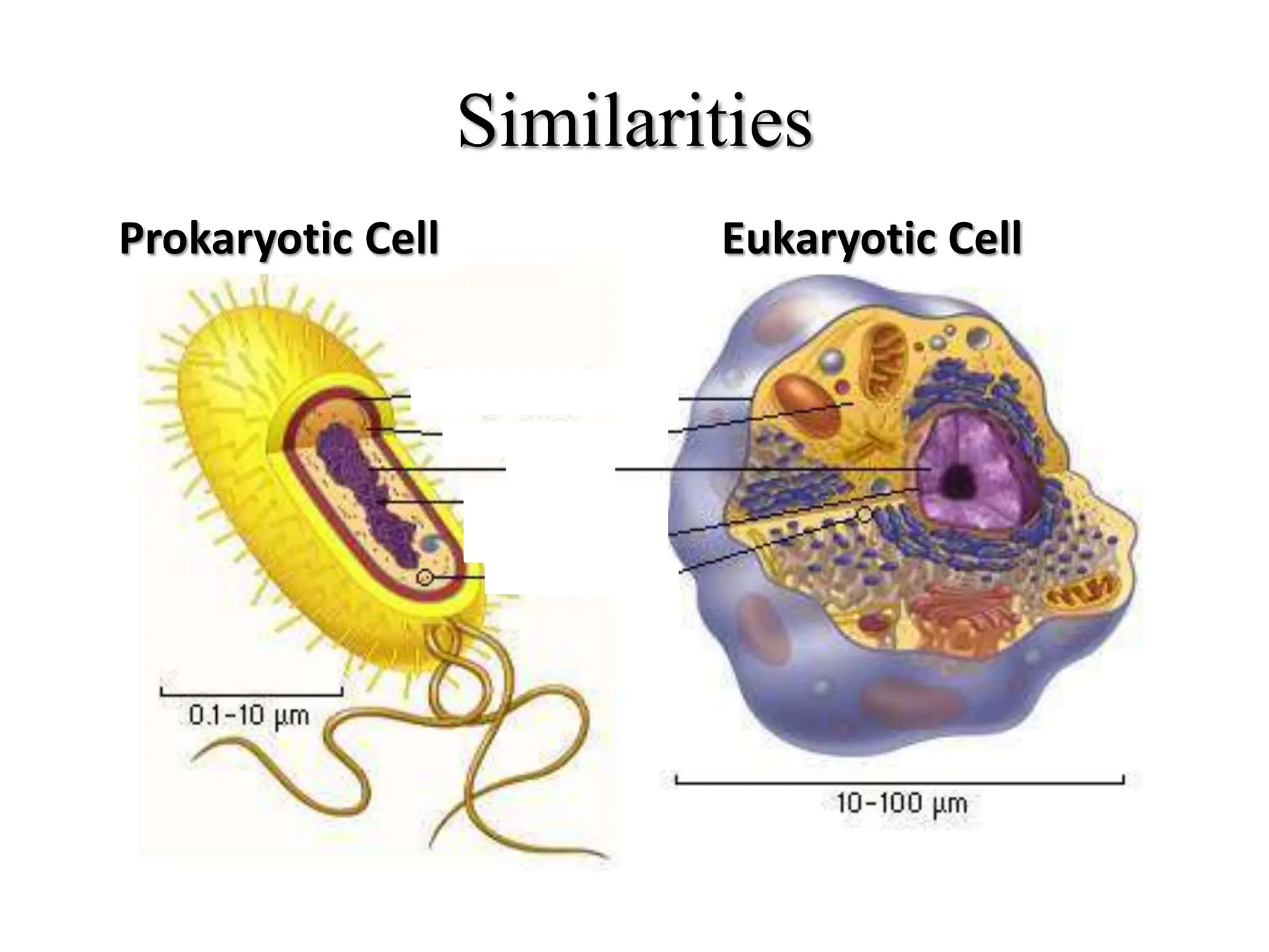 Cell-Structure and types -Eukaryotic and Prokaryotic .ppt | Biological ...