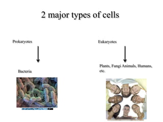 Cell-Structure and types -Eukaryotic and Prokaryotic .ppt | Biological ...