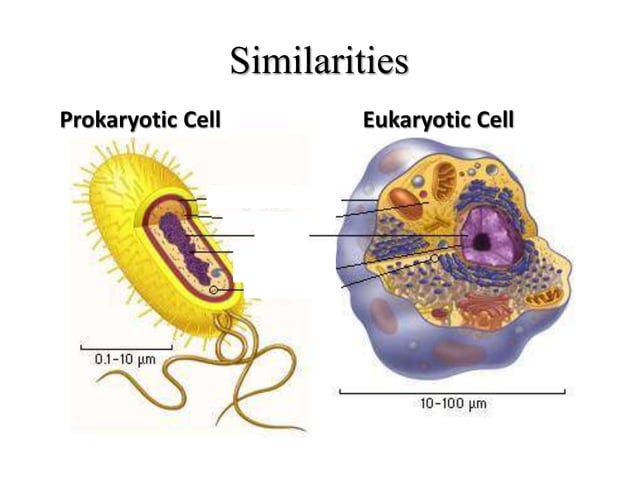 Cell-Structure and types -Eukaryotic and Prokaryotic .ppt | Biological ...