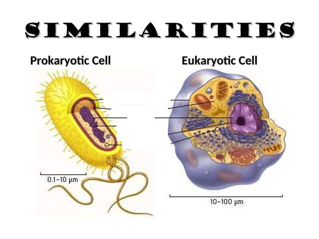 Basic information and characteristics of cells | PPT