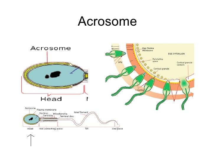 Honors Biology - Cell Presentations
