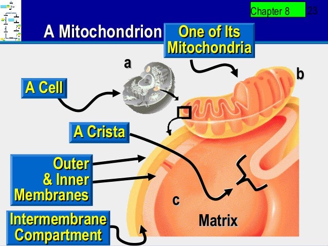 Cell respiration-apbio-1204285933555932-5