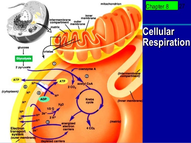 Cell respiration-apbio-1204285933555932-5