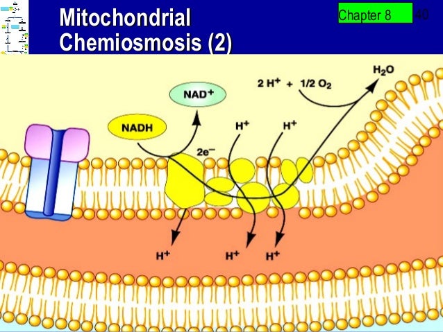 Cell respiration-apbio-1204285933555932-5