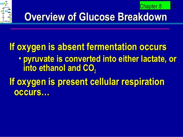 Cell respiration-apbio-1204285933555932-5