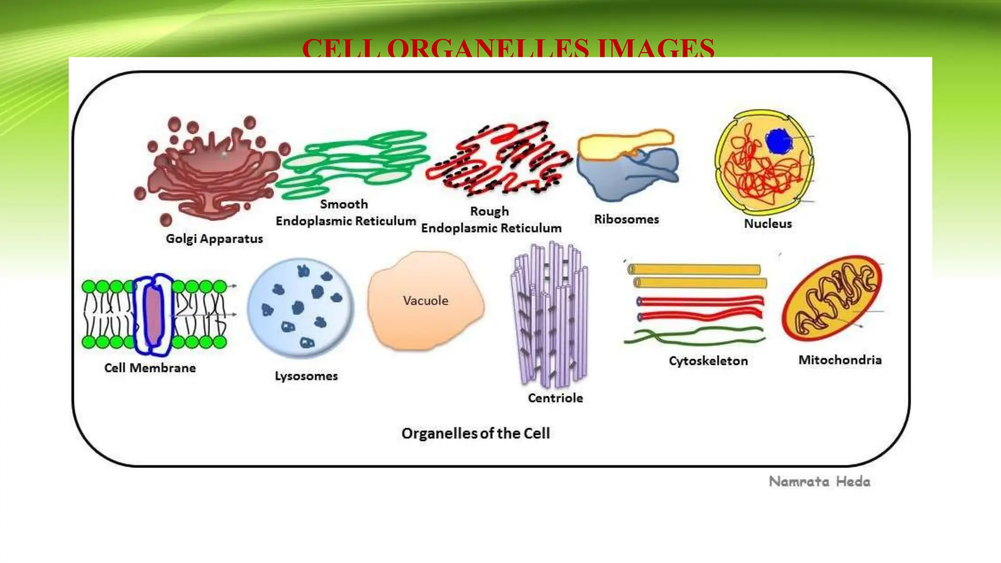 CELL -Structural and Functional unit of life.pdf