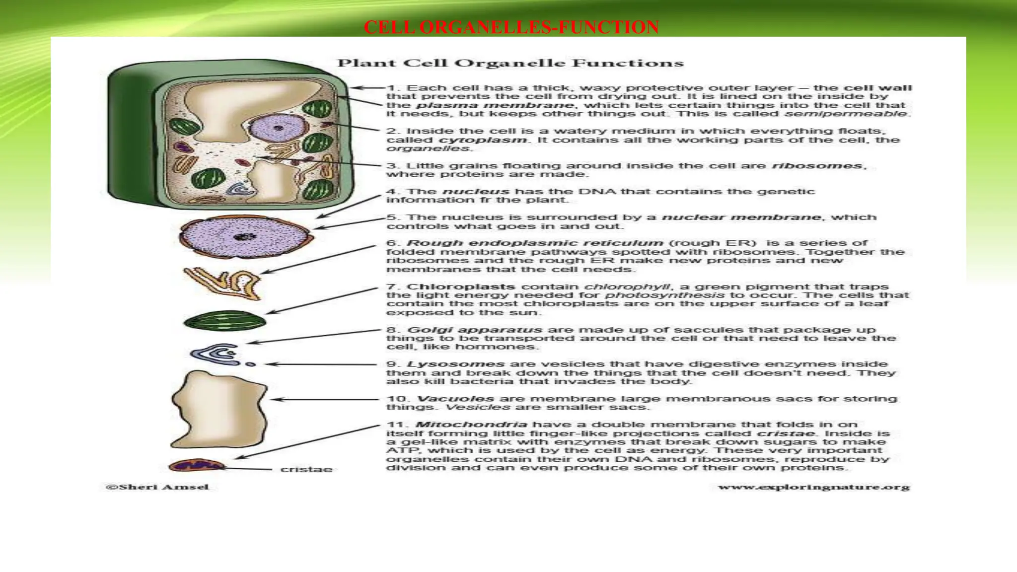 CELL -Structural and Functional unit of life.pdf