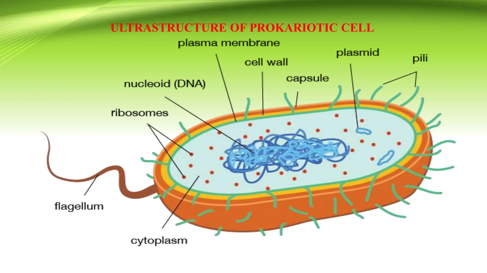 CELL -Structural and Functional unit of life.pdf