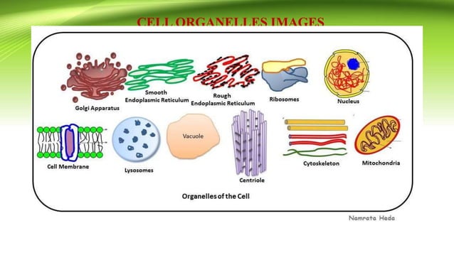 CELL -Structural and Functional unit of life.pdf