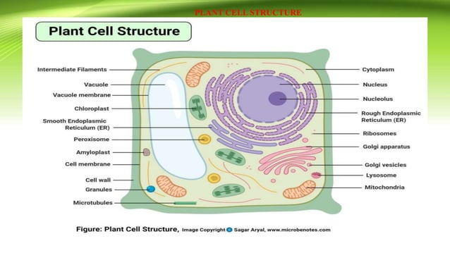 CELL -Structural and Functional unit of life.pdf