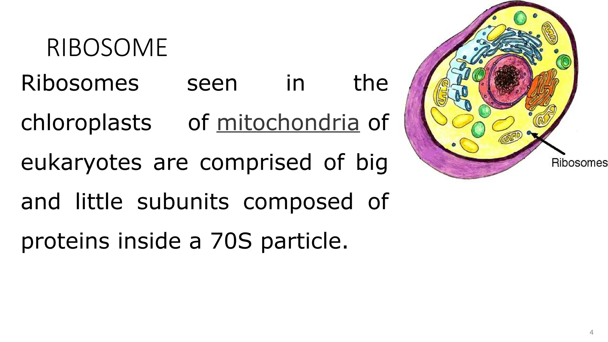 Cell-structure powerpoint presentation.pptx | Biological Sciences | Science