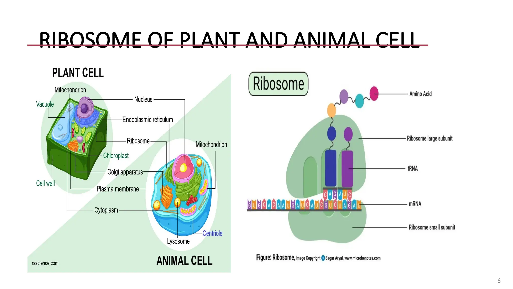 Cell-structure powerpoint presentation.pptx