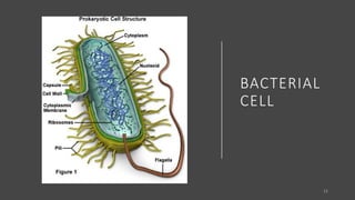 Cell-structure powerpoint presentation.pptx | Biological Sciences | Science