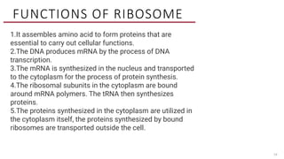 Cell-structure powerpoint presentation.pptx | Biological Sciences | Science