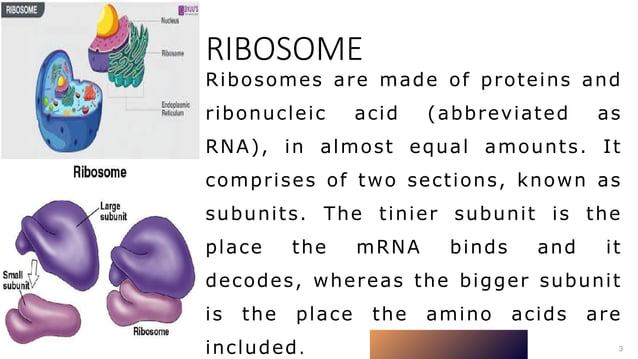 Cell-structure powerpoint presentation.pptx | Biological Sciences | Science