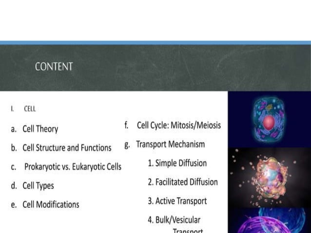 CELL-STRUCTURE-AND-FUNCTION with you Lou | PPTX