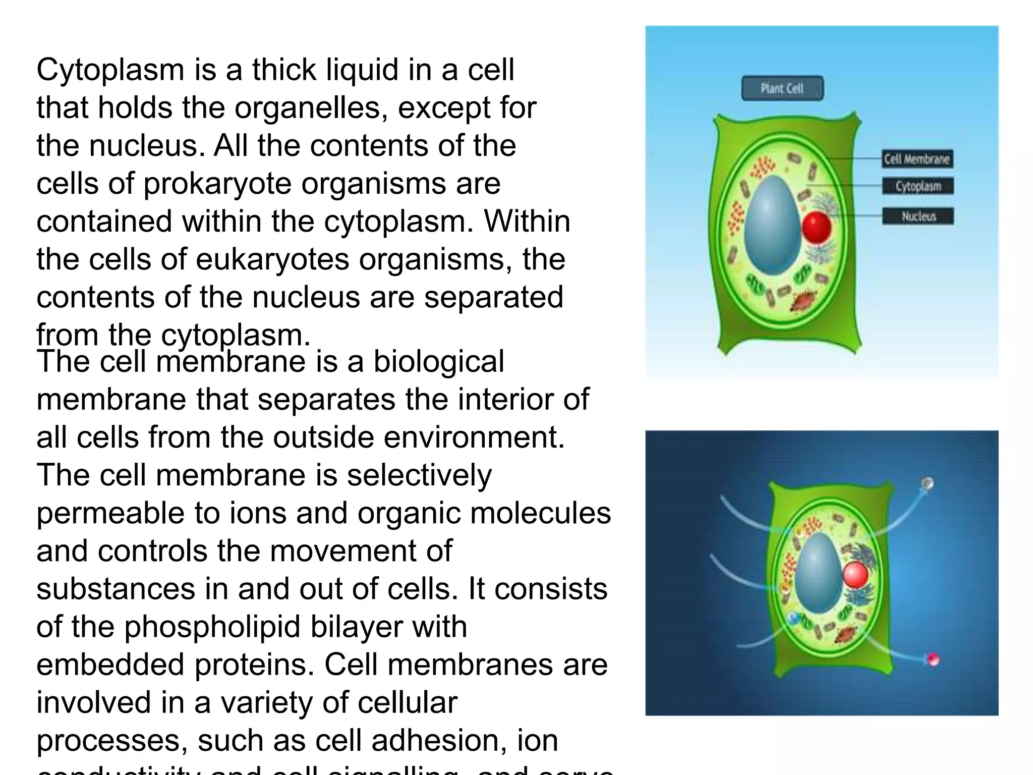 Cell structure and function for class 8 | PPTX