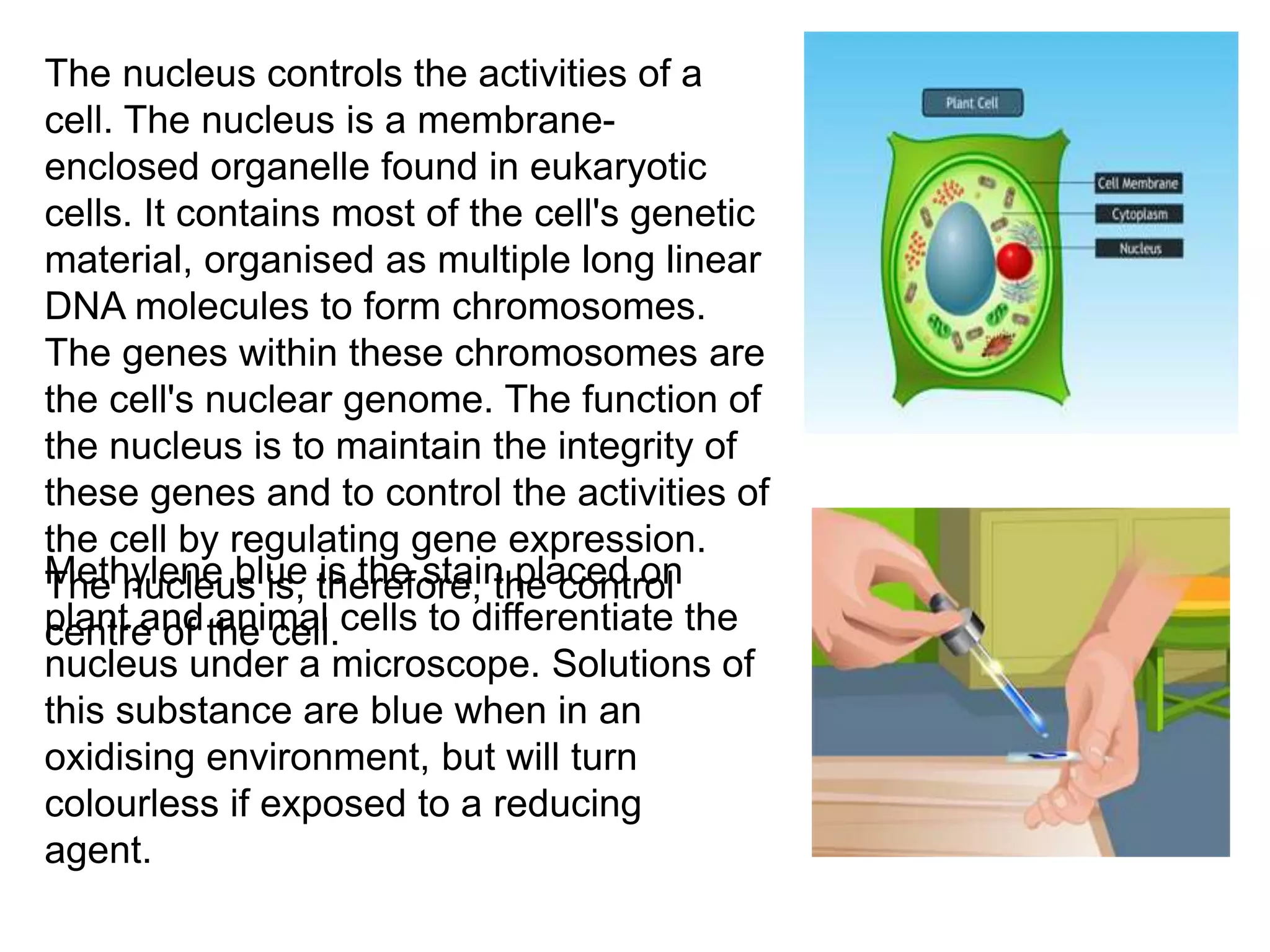 Cell structure and function for class 8 | PPTX