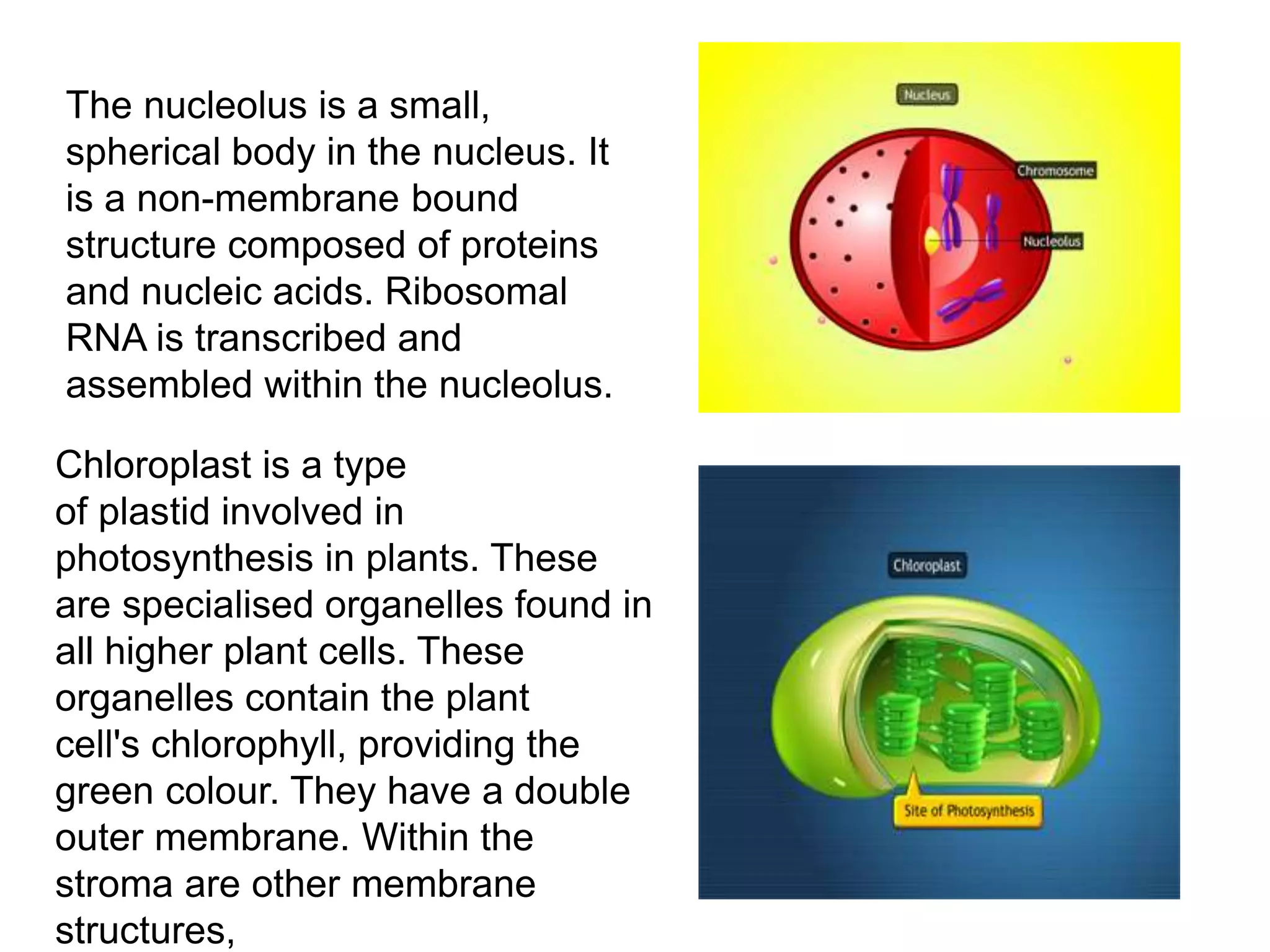 Cell structure and function for class 8 | PPTX