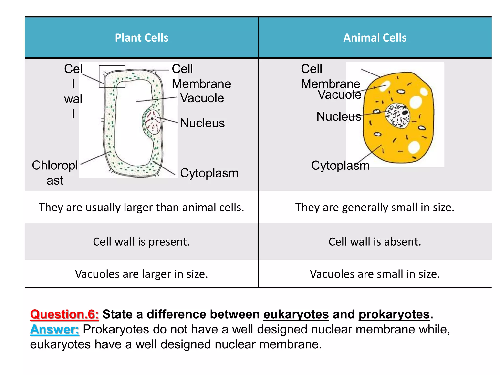 Cell structure and function for class 8 | PPTX