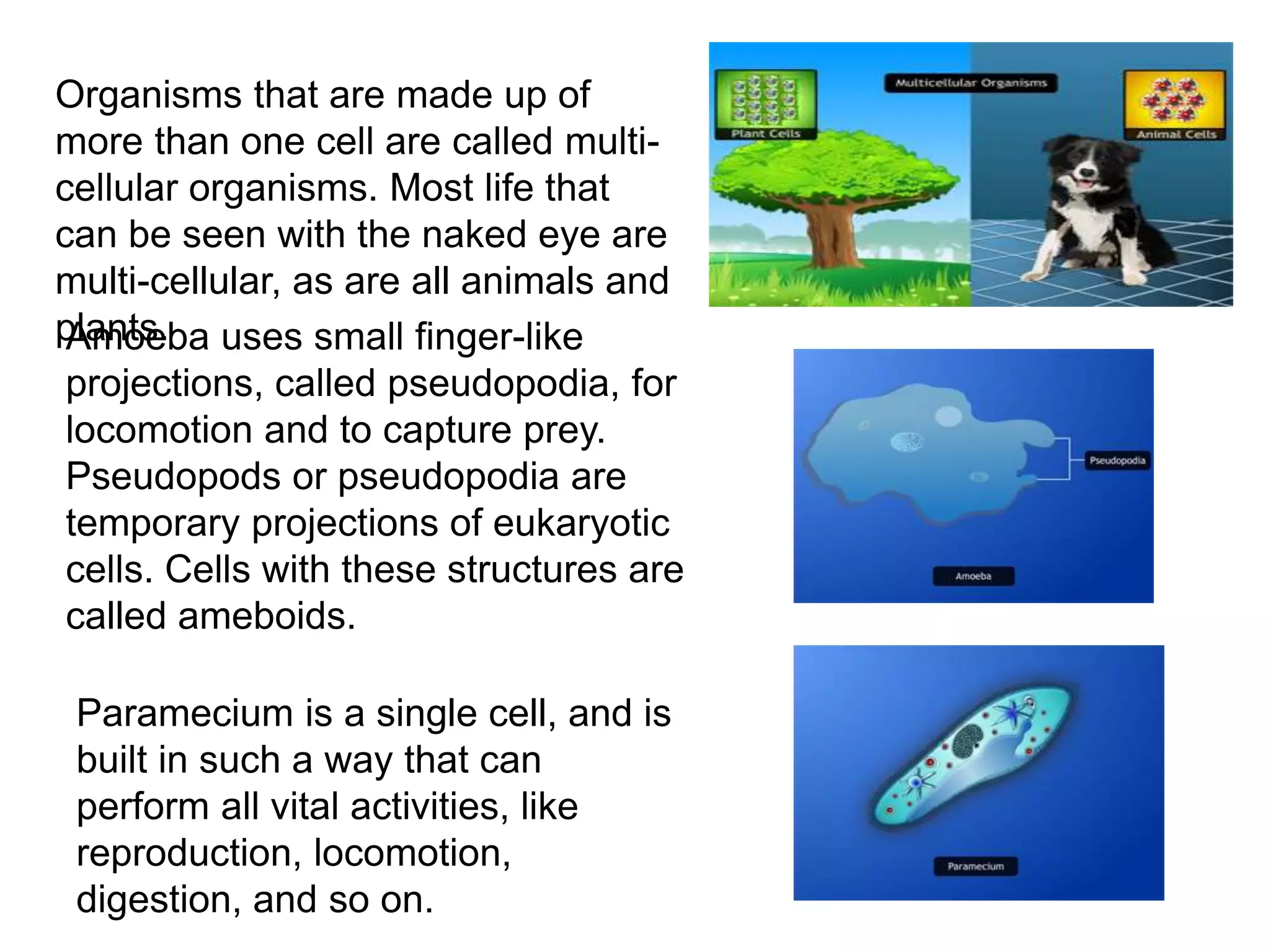 Cell structure and function for class 8 | PPTX