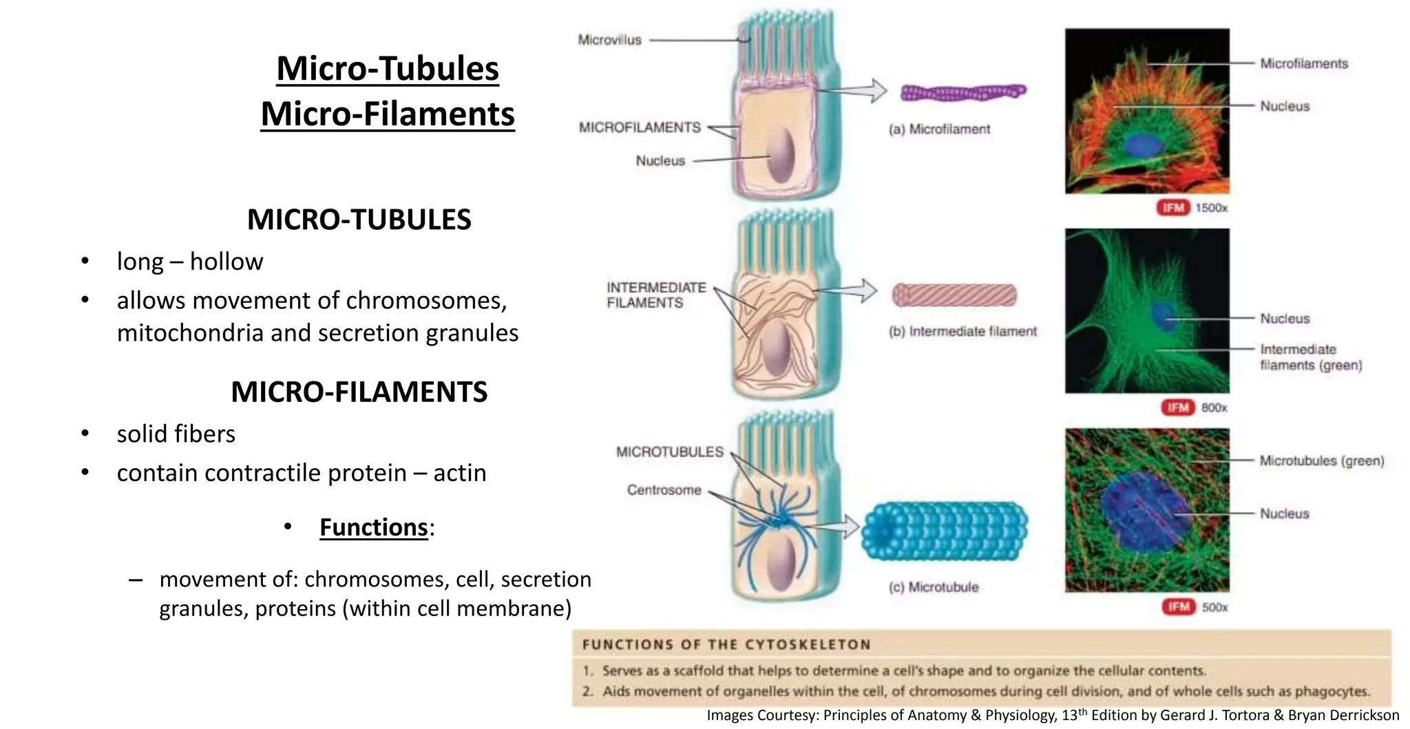 Cell structure and function | PPTX