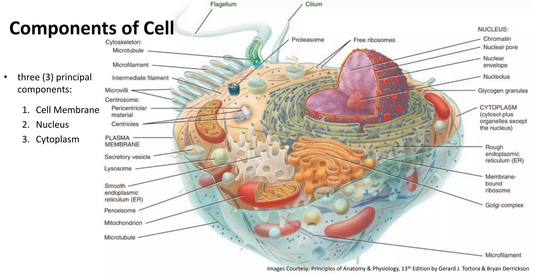 Cell structure and function | PPTX