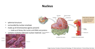 Cell structure and function | PPTX