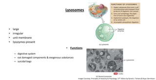 Cell structure and function | PPTX