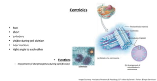 Cell structure and function | PPTX
