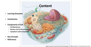 Cell structure and function | PPTX