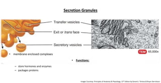 Cell structure and function | PPTX