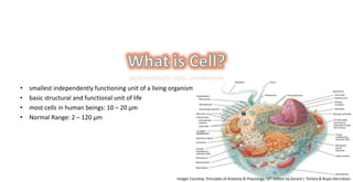 Cell structure and function | PPTX